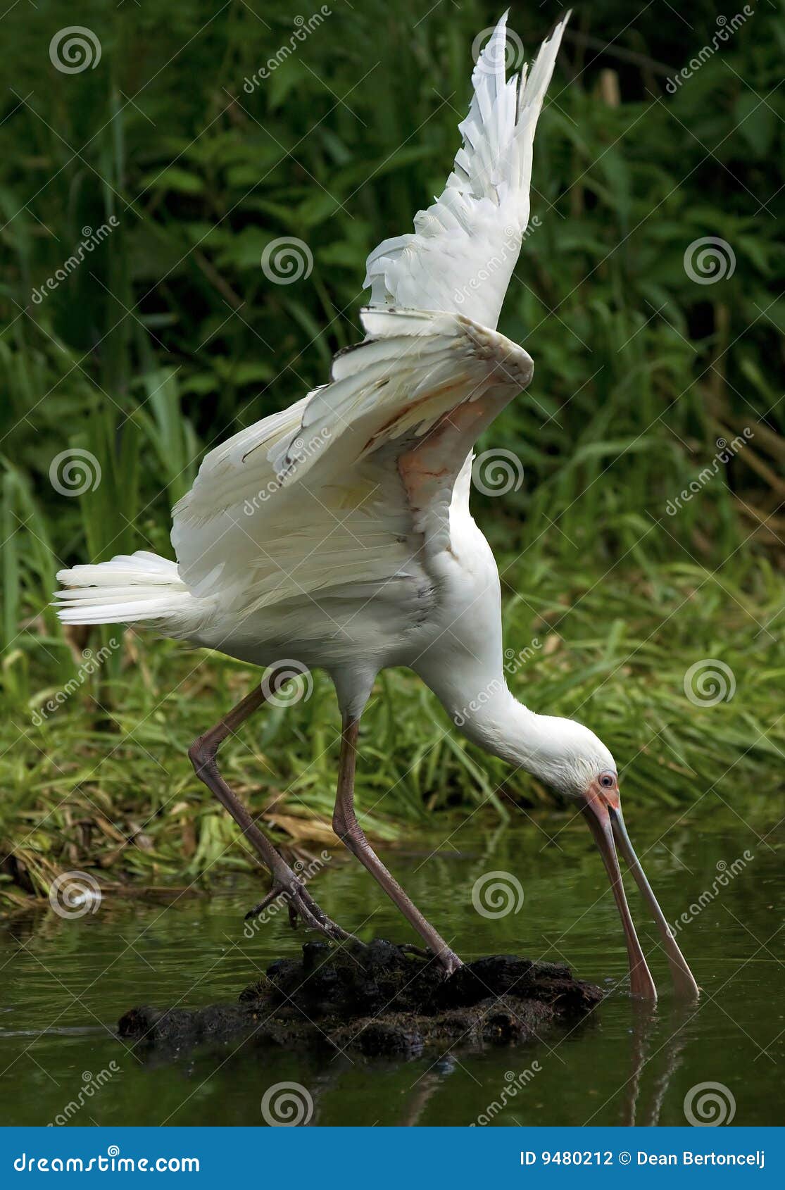 African spoonbill stock photo. Image of fish, spread, rock - 9480212