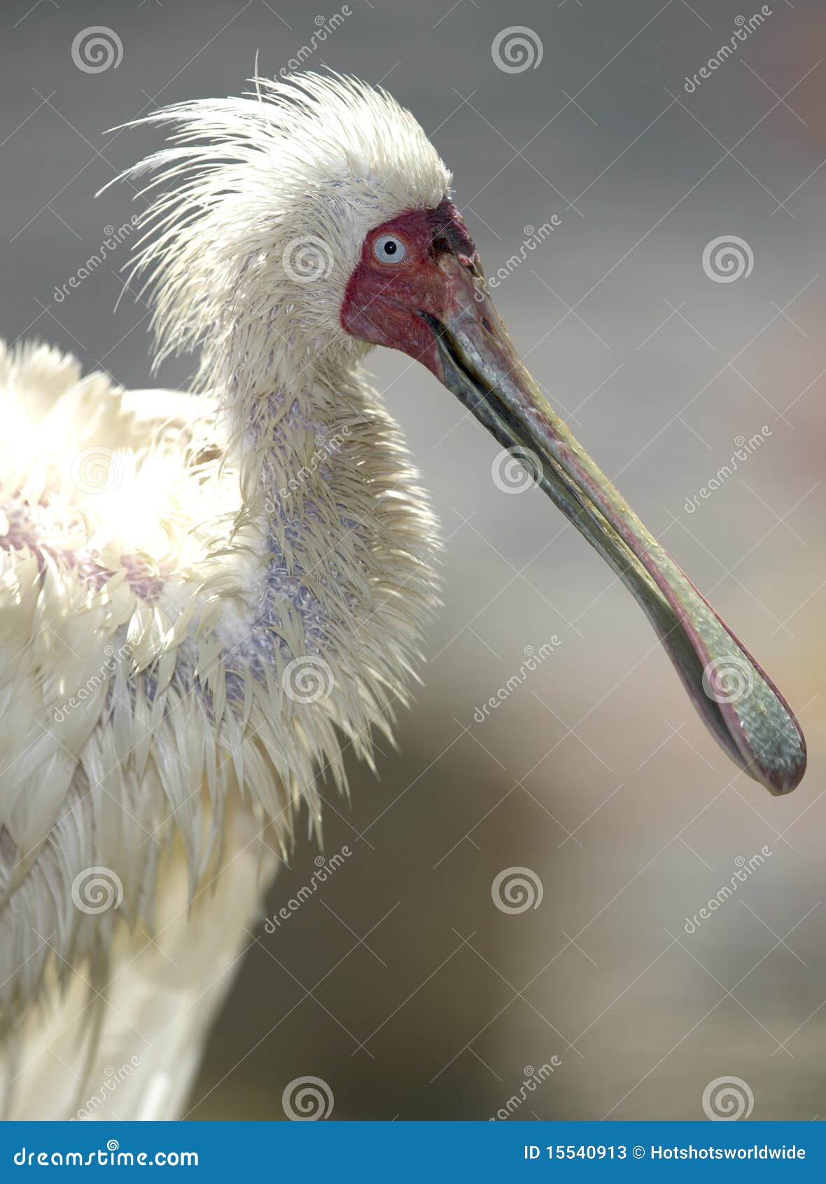 African Spoonbill Close Up of Face, Africa Stock Image - Image of ...