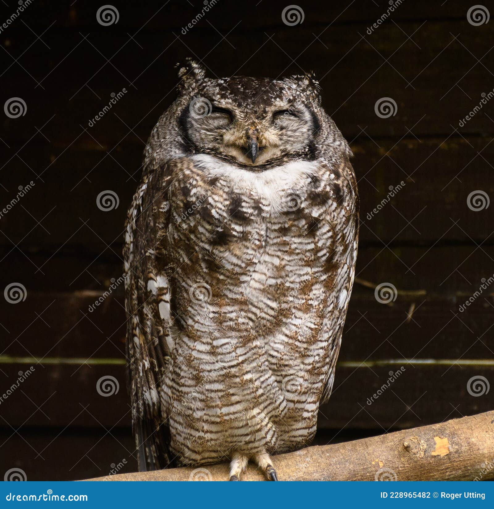 African Spotted Eagle Owl stock photo. Image of bird - 228965482
