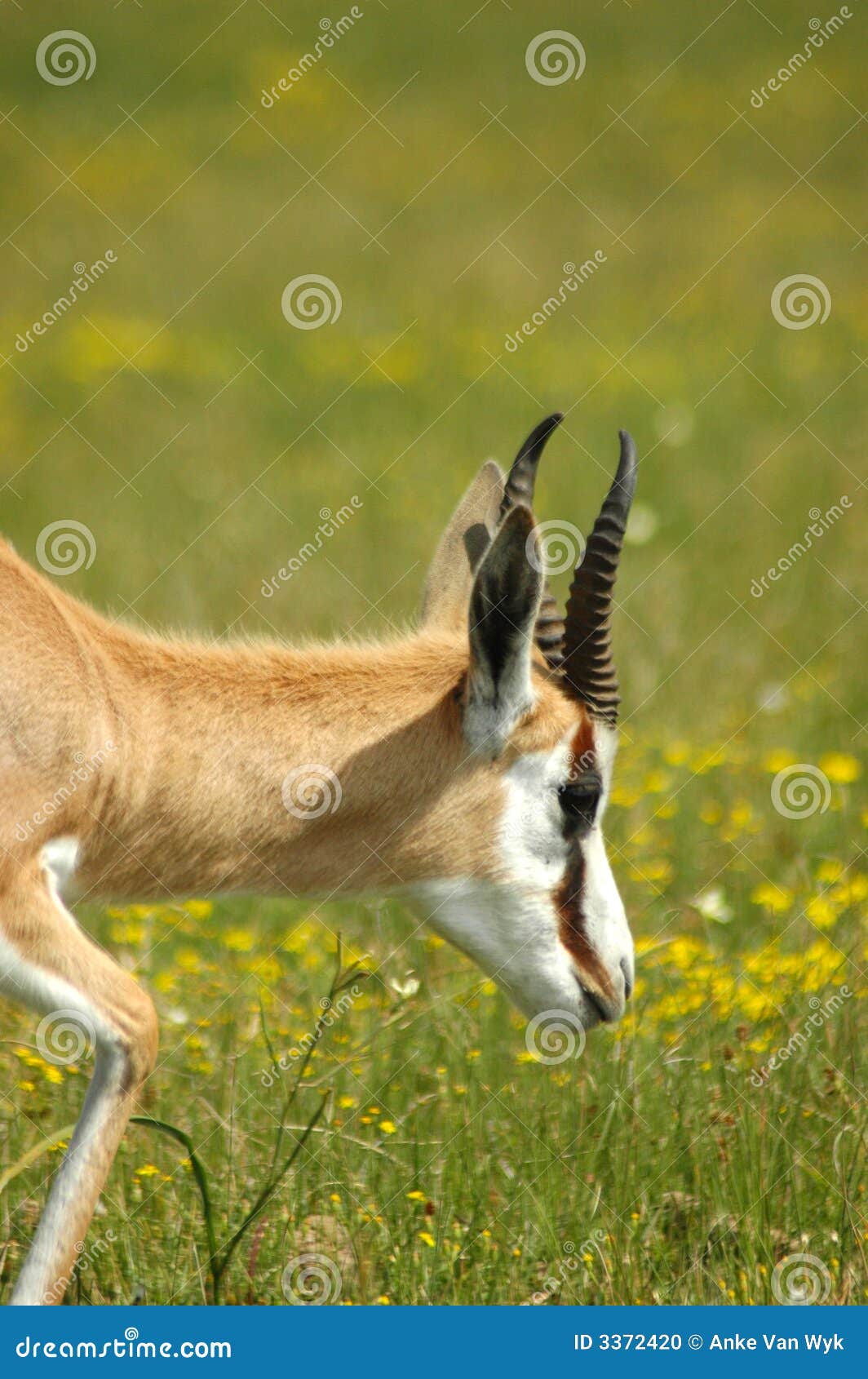 African springbok antelope stock photo. Image of horns - 3372420