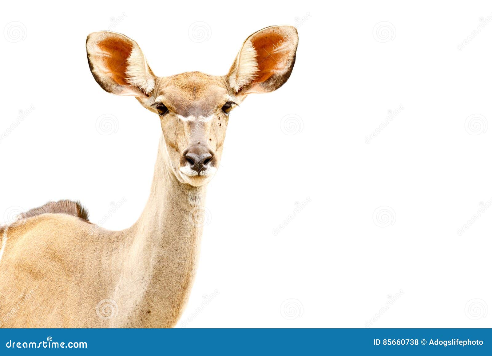 African Springbok Isolated stock photo. Image of springbok - 85660738