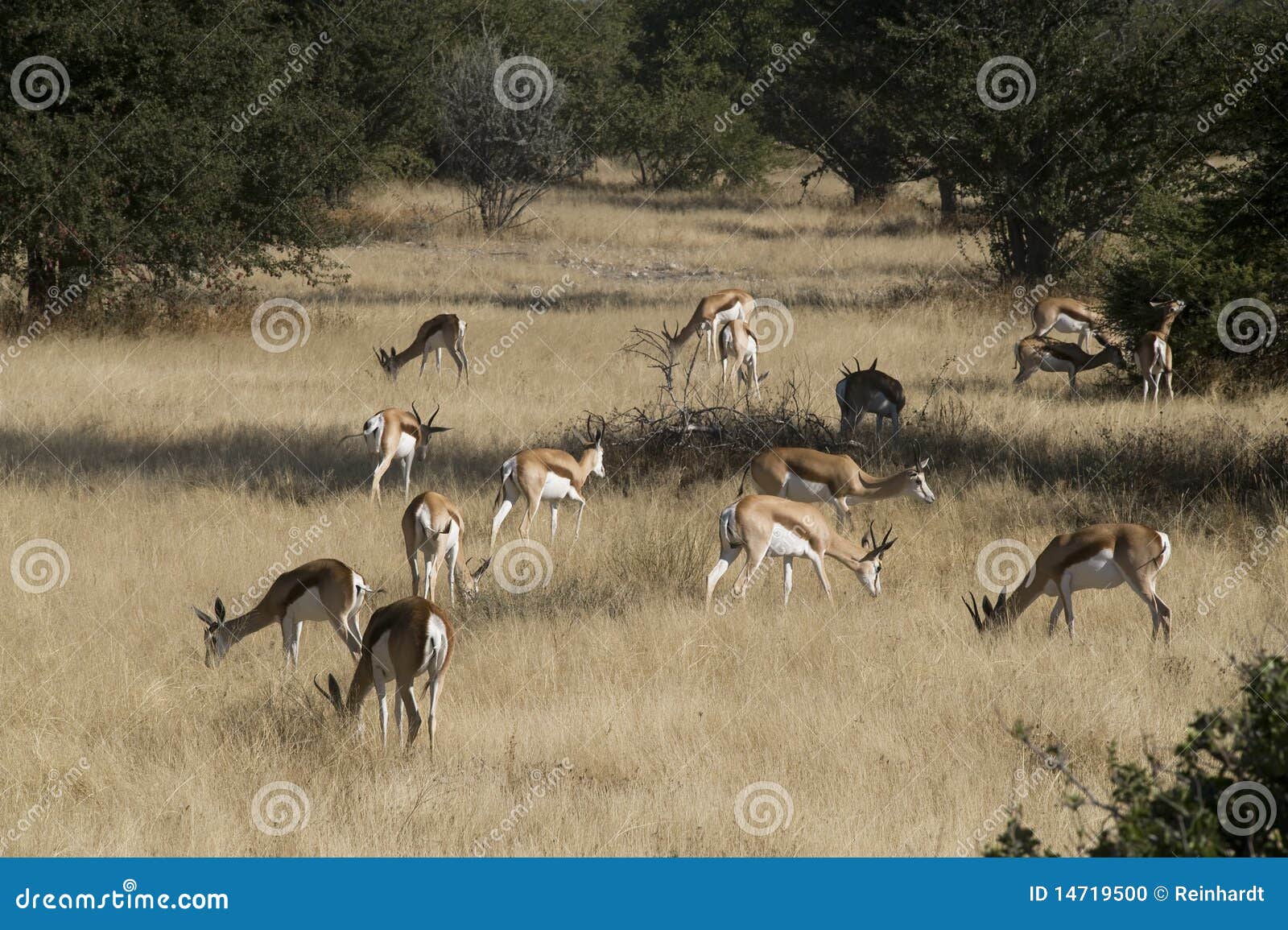 African springboks stock photo. Image of antelope, animals - 14719500