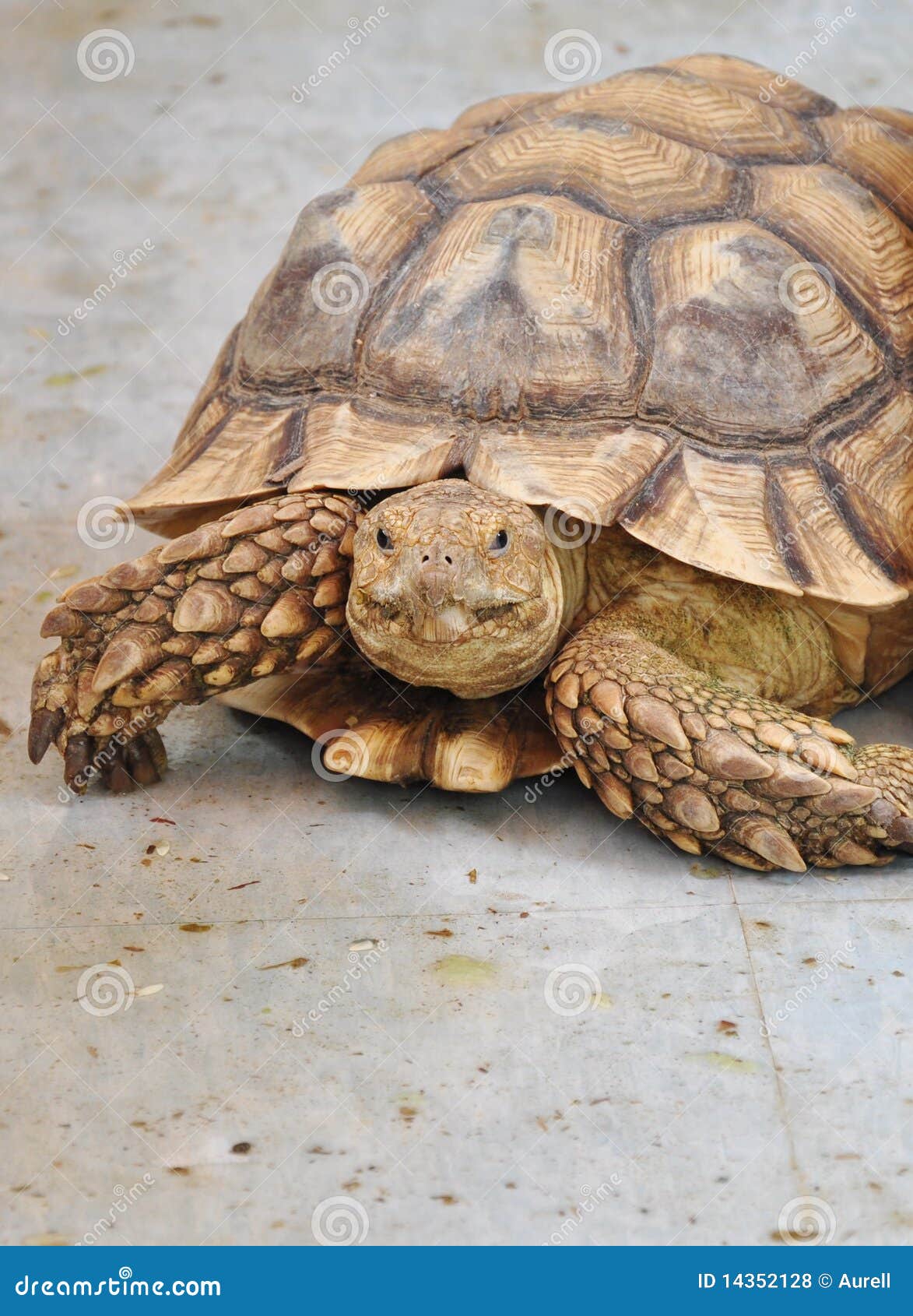 African Spurred Tortoise Sulcata Tortoise Inhabits The Southern Edge Of ...