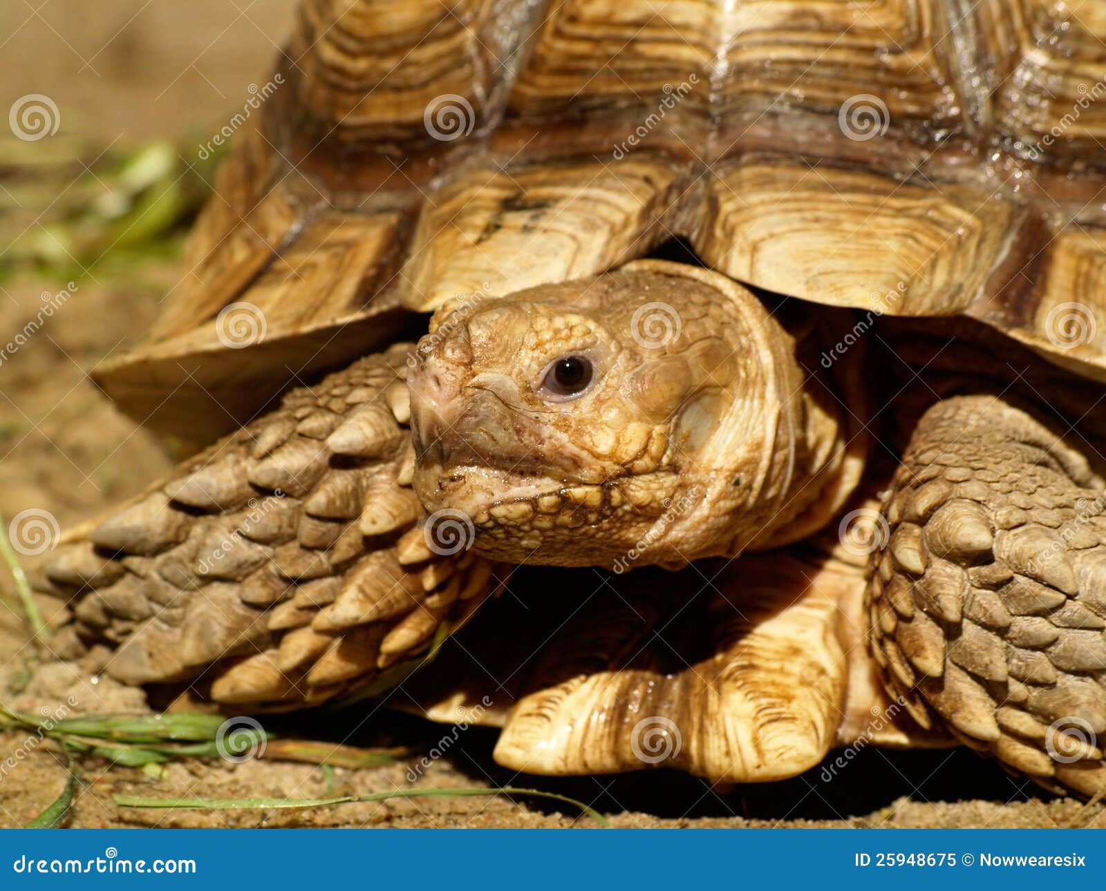 African spurred tortoise stock image. Image of tortoise - 25948675