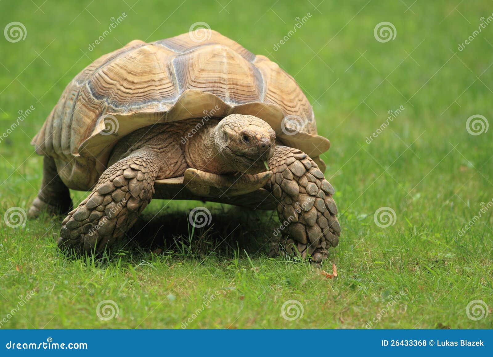 African Spurred Tortoise Sulcata Tortoise Inhabits The Southern Edge Of ...