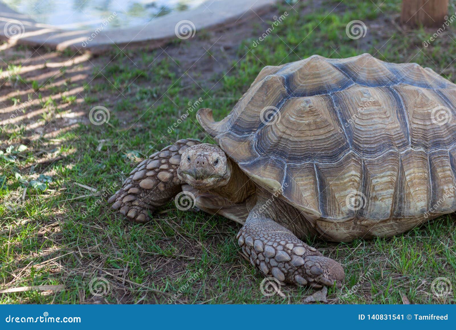 African Spurred Tortoise stock image. Image of eyes - 140831541