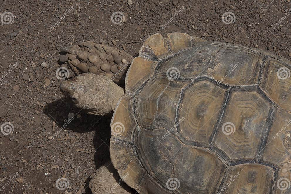 African spurred tortoise stock photo. Image of botany - 58402986