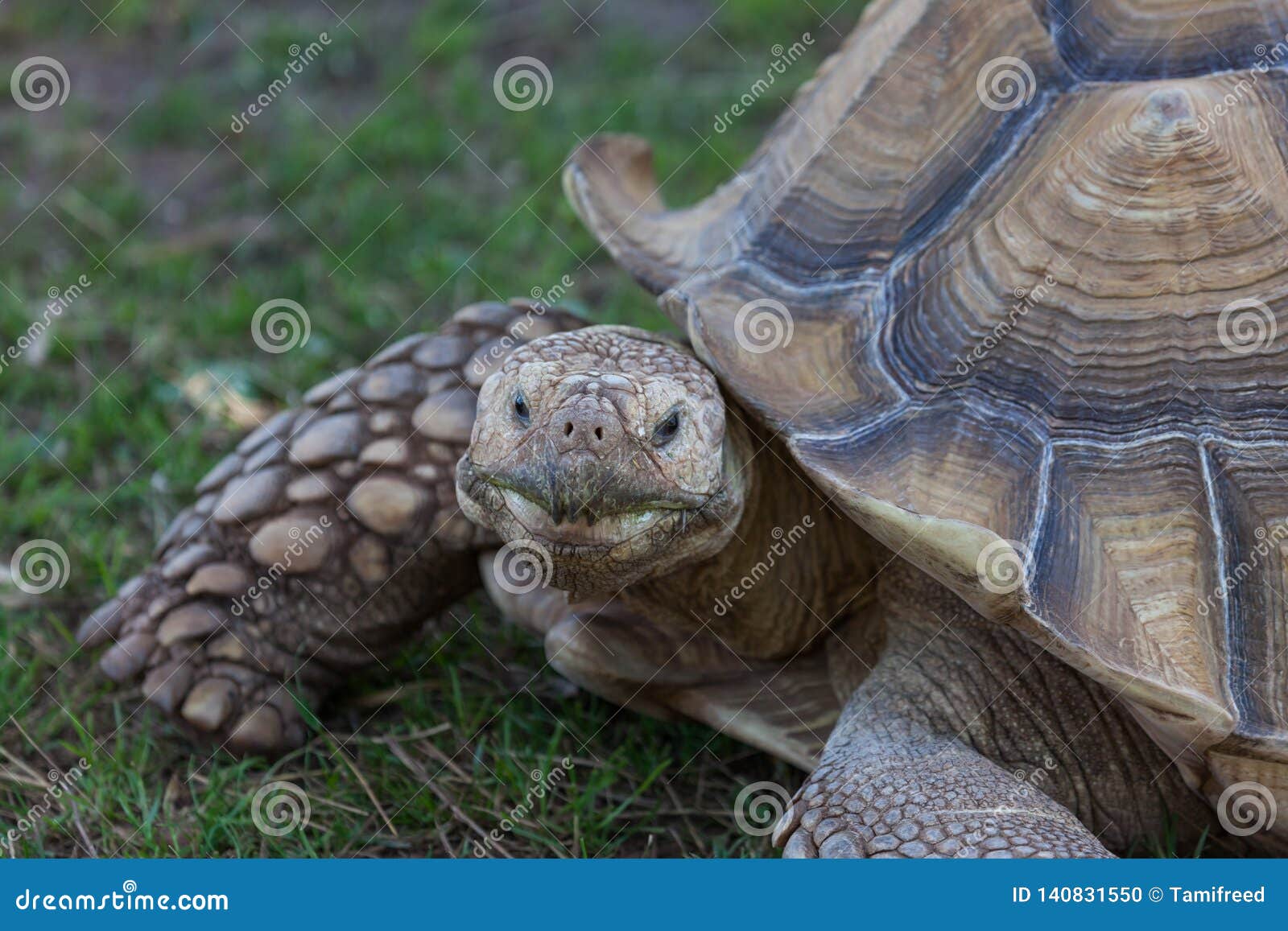 African Spurred Tortoise stock photo. Image of details - 140831550