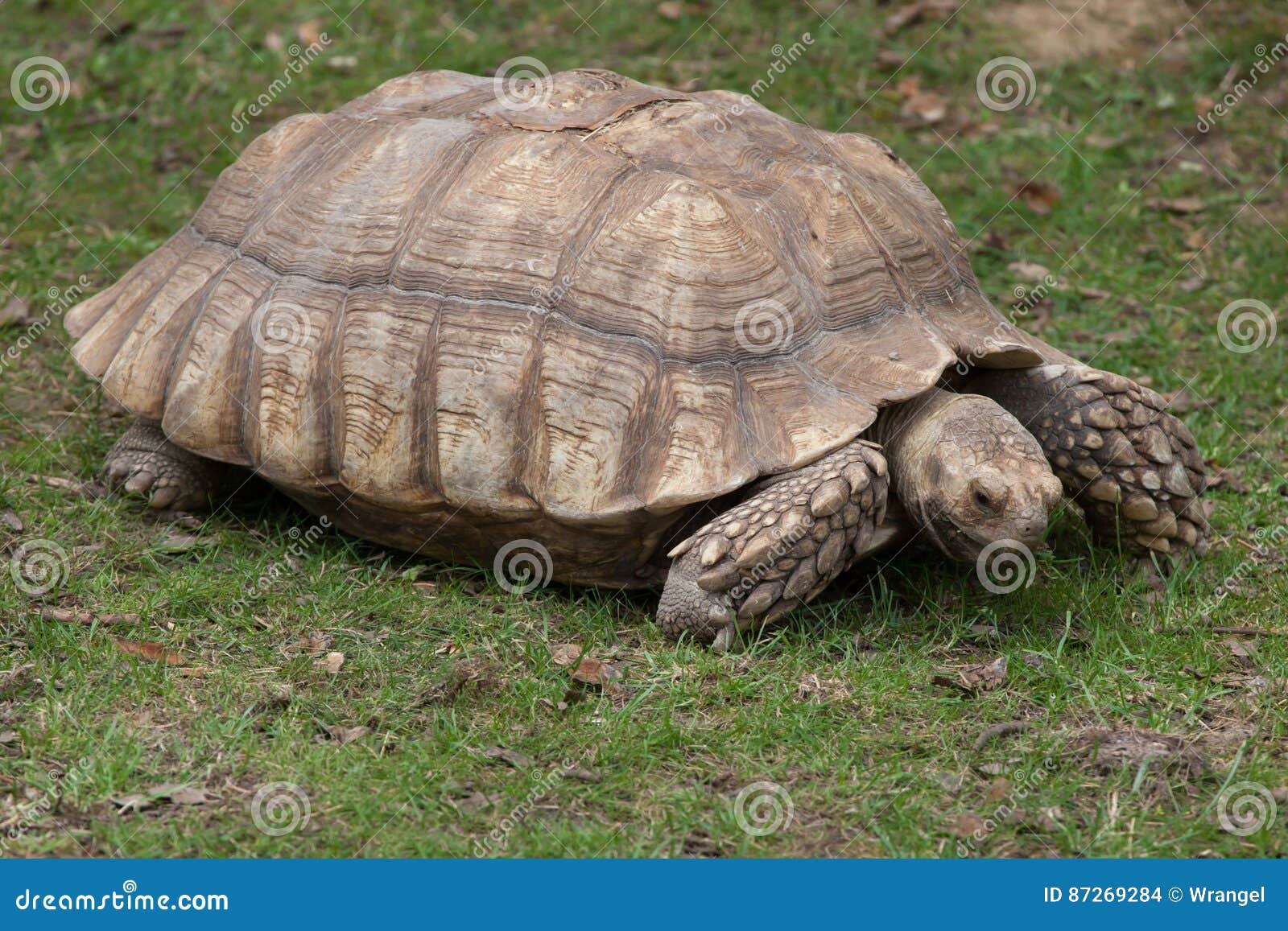 African Spurred Tortoise Centrochelys Sulcata Stock Photo - Image of ...