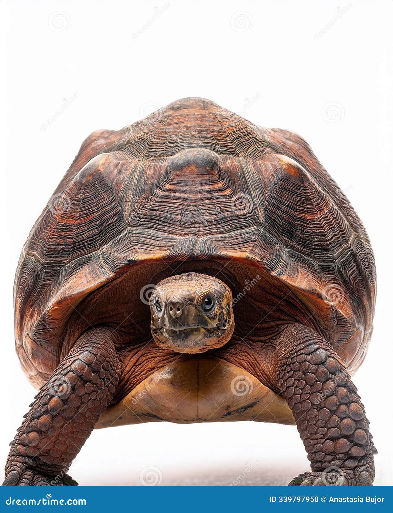 African Spurred Tortoise (Centrochelys Sulcata) , Isolated on a White ...