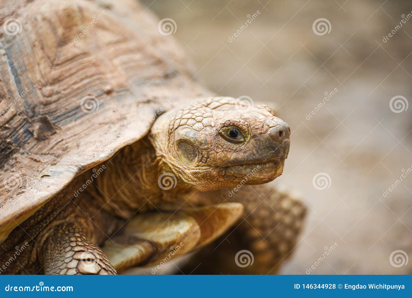 African Spurred Tortoise / Close Up Head Turtle Stock Photo - Image of ...