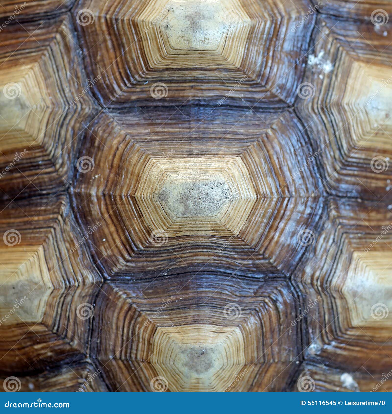 African Spurred Tortoise or Geochelone Sulcata Shell Stock Image ...