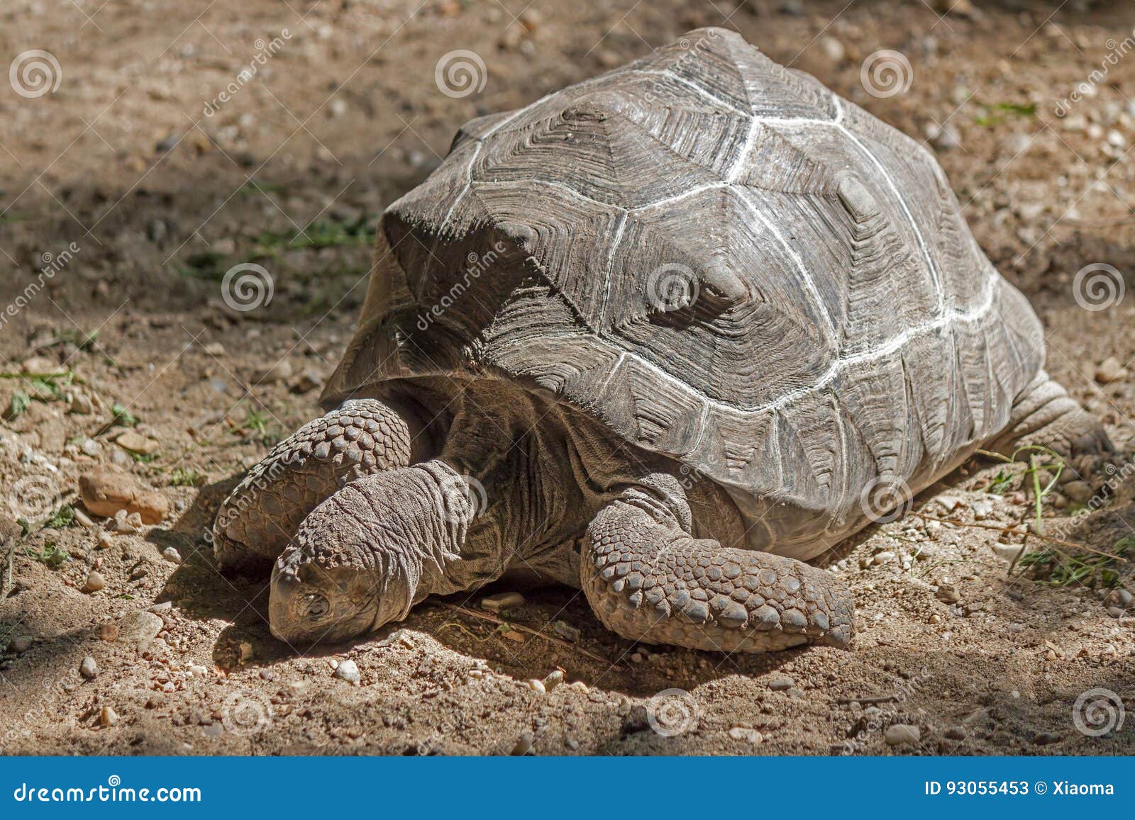 African Spurred Tortoise, Giant Turtle Stock Image - Image of exotic ...