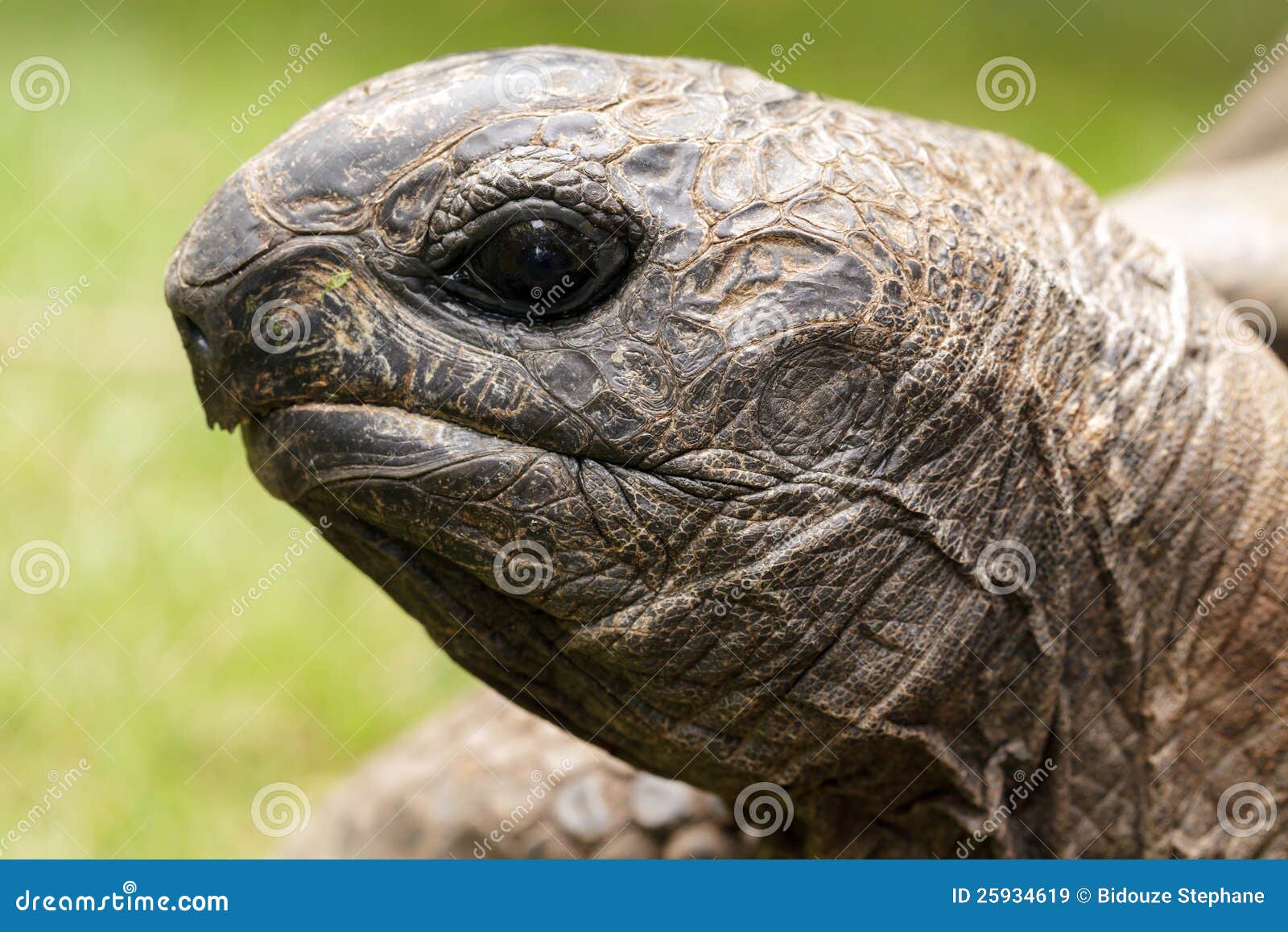 African Spurred Tortoise Head Stock Image - Image of close, profile ...