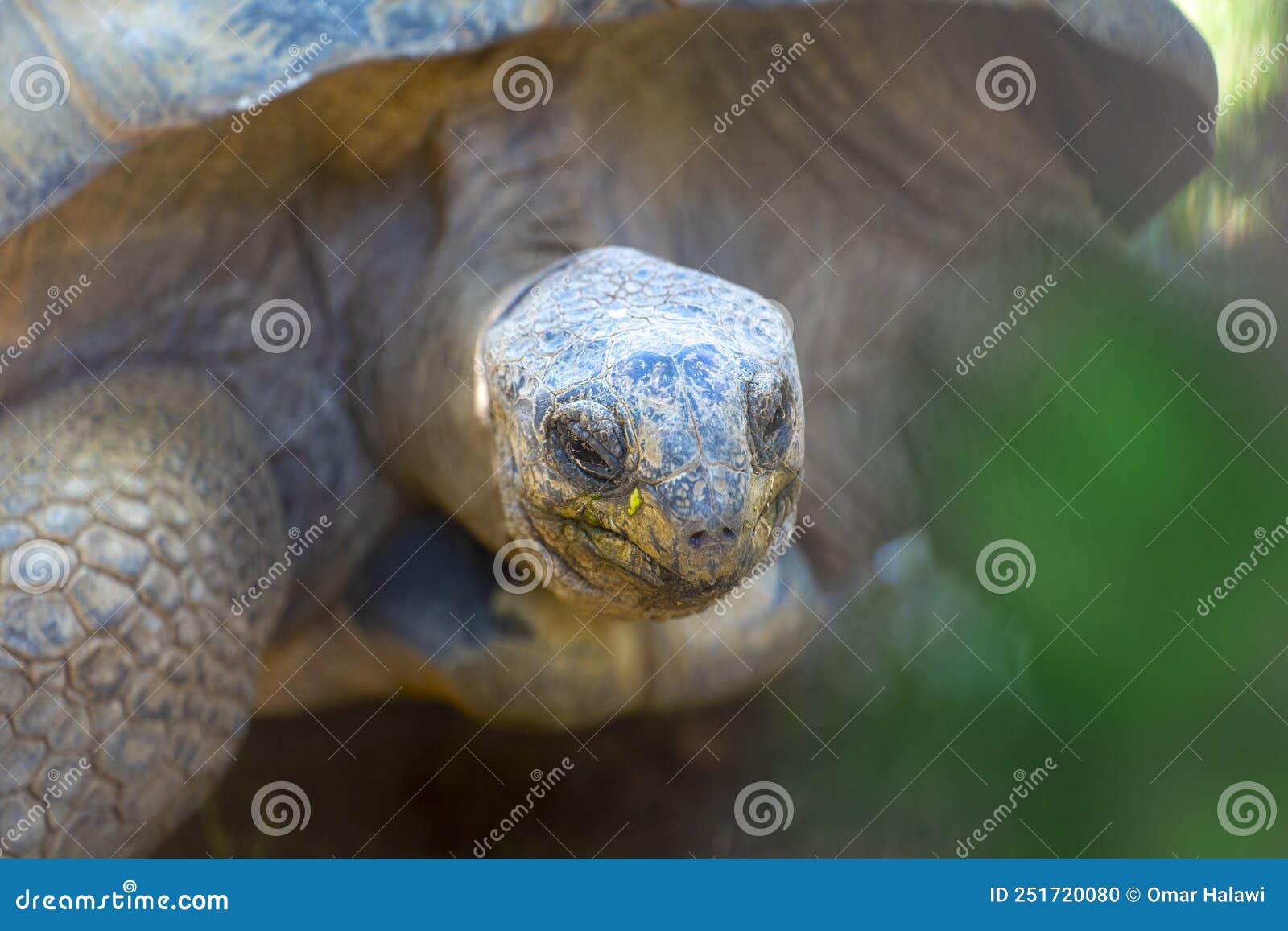 African Spurred Tortoise Head Shot Stock Photo - Image of outdoor ...