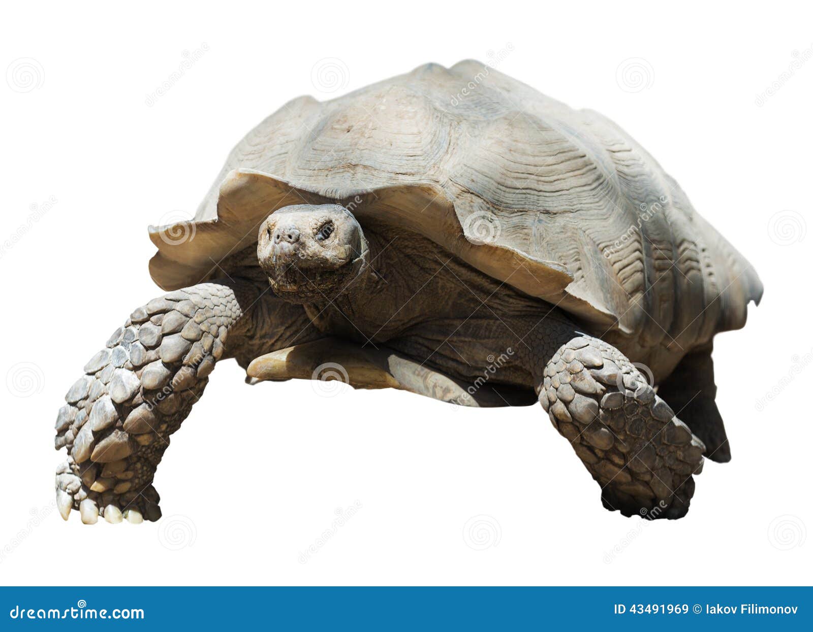 African spurred tortoise stock image. Image of mauritania - 43491969