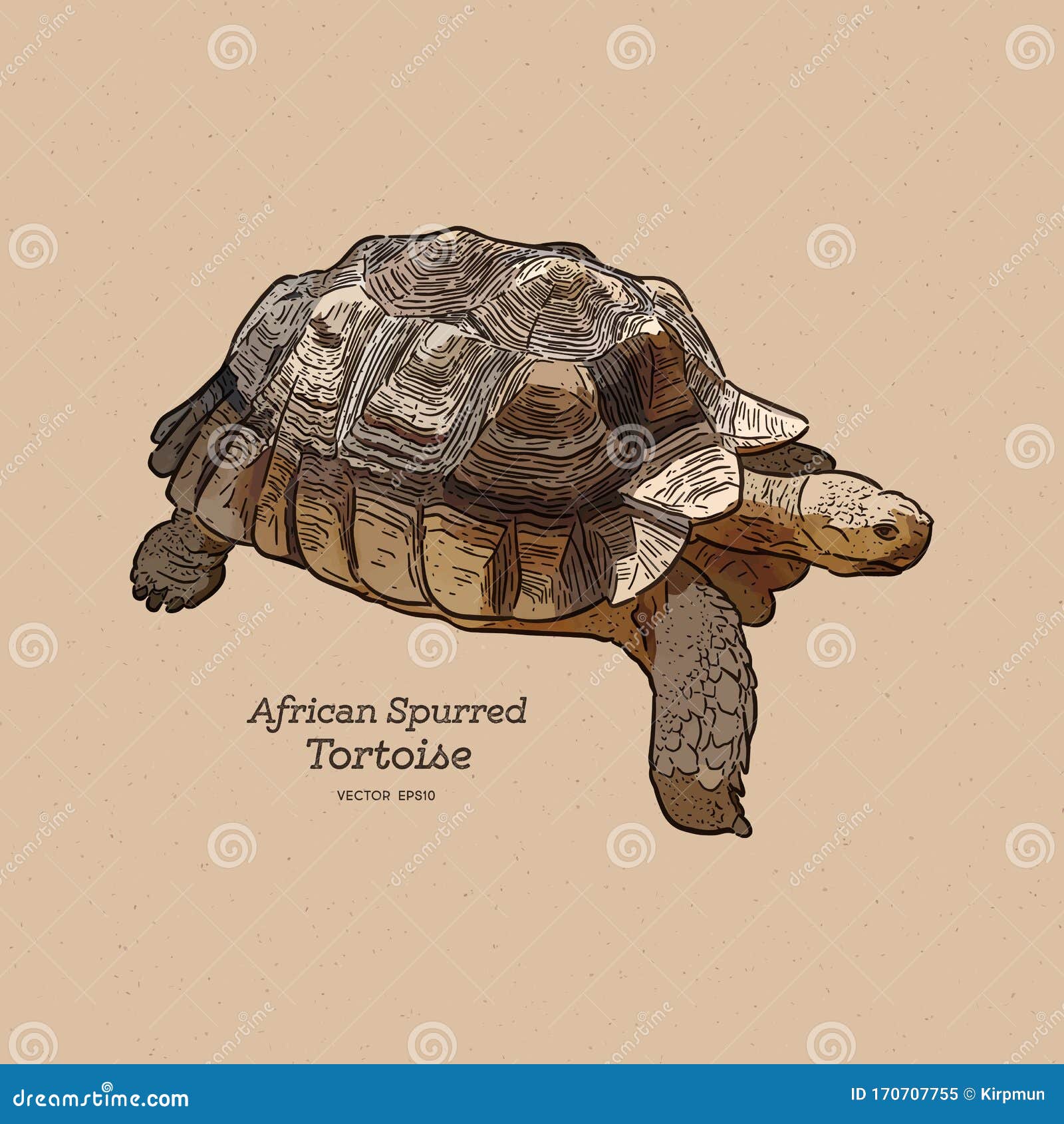 Sulcata Tortoise Cartoon Vector | CartoonDealer.com #70983513