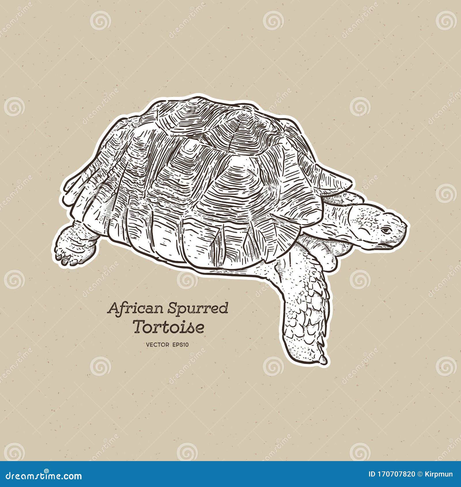 Sulcata Tortoise Cartoon Vector | CartoonDealer.com #70983513