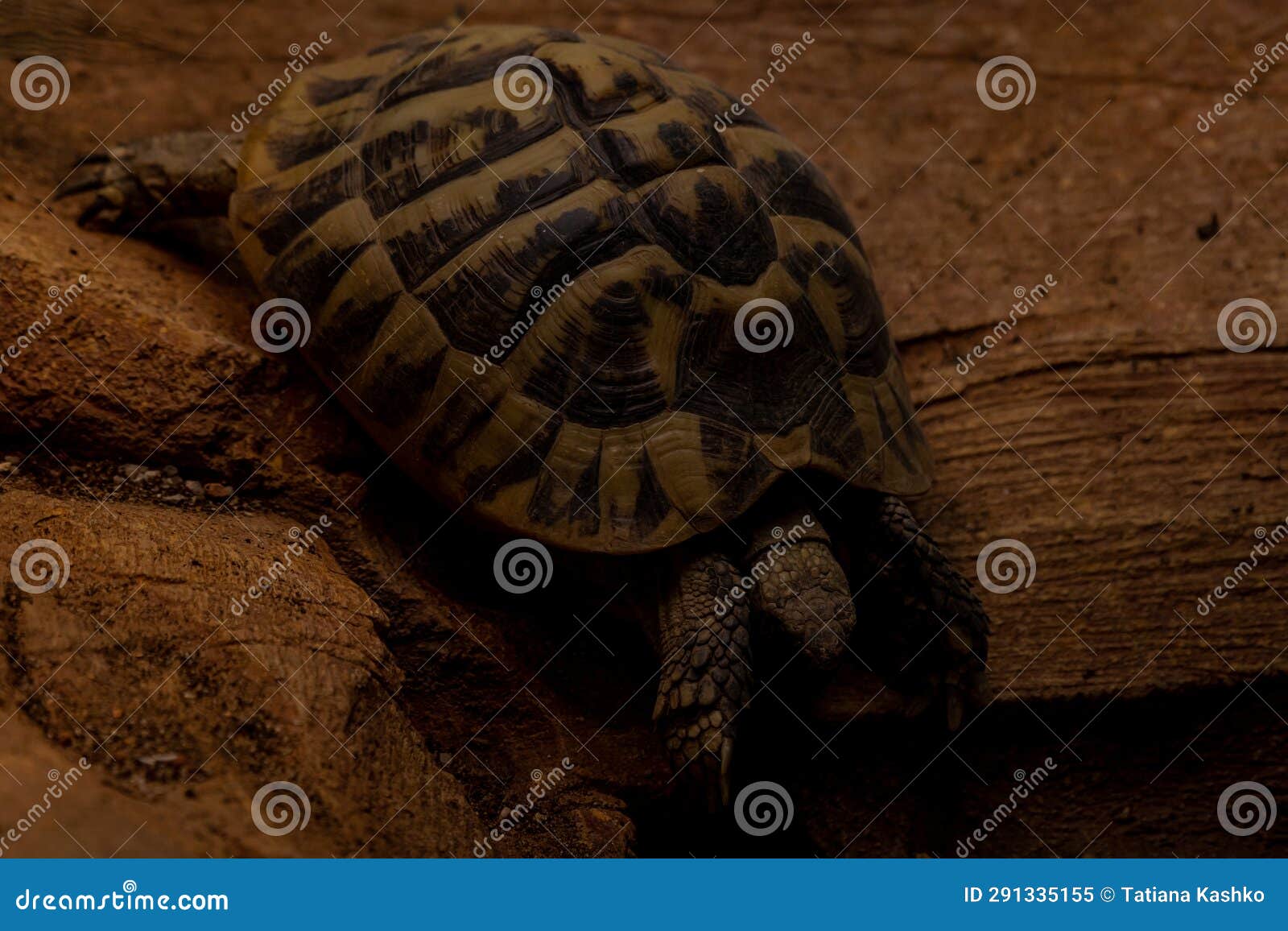 African Spurred Tortoise, Sleeping on the Sand with Eyes Closed Stock ...