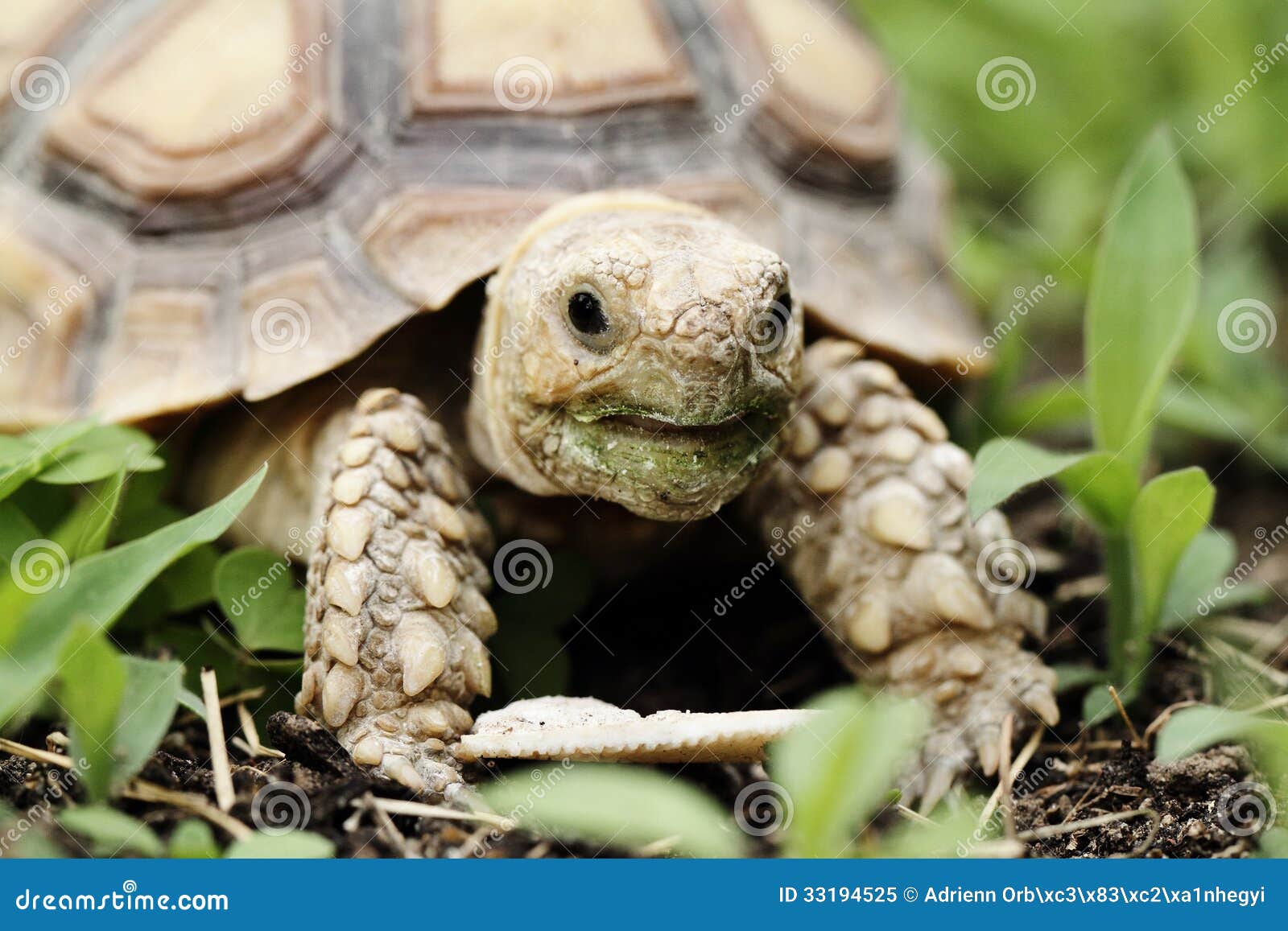 African Spurred Tortoise (Sulcata) Stock Image - Image of outdoors ...