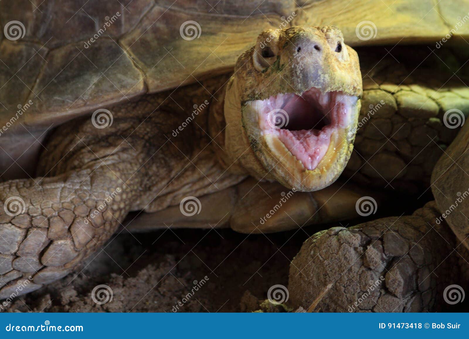 African Spurred tortoise stock photo. Image of mouth - 91473418