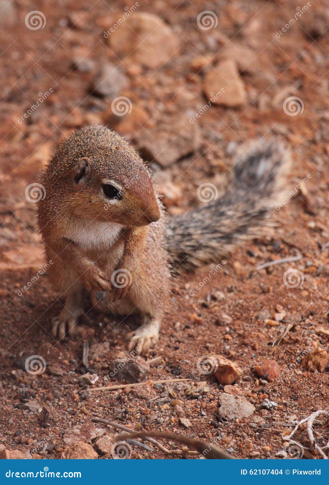African Squirrel stock photo. Image of climbing, sleepy - 62107404