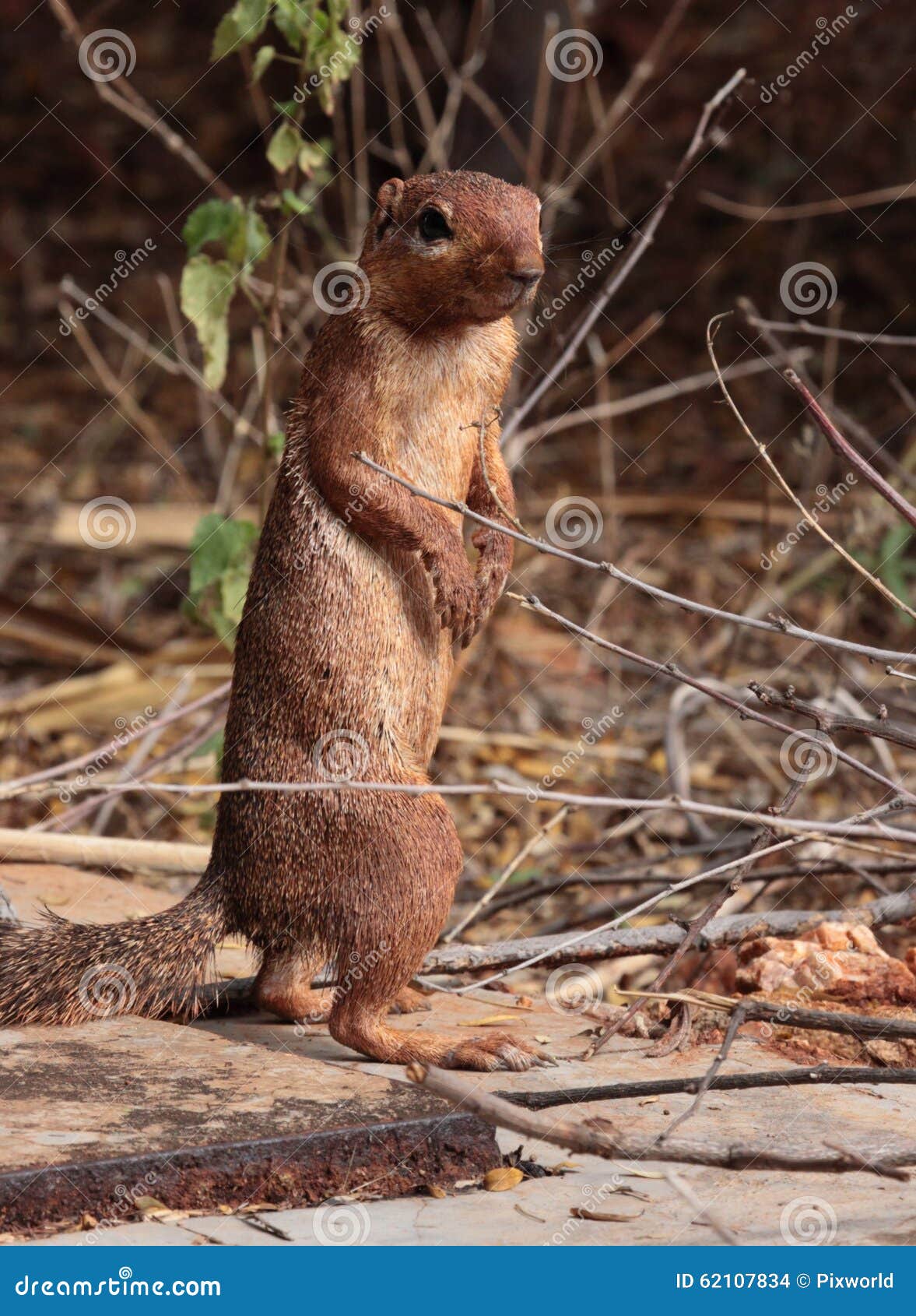 African Squirrel stock photo. Image of hungry, fighting - 62107834