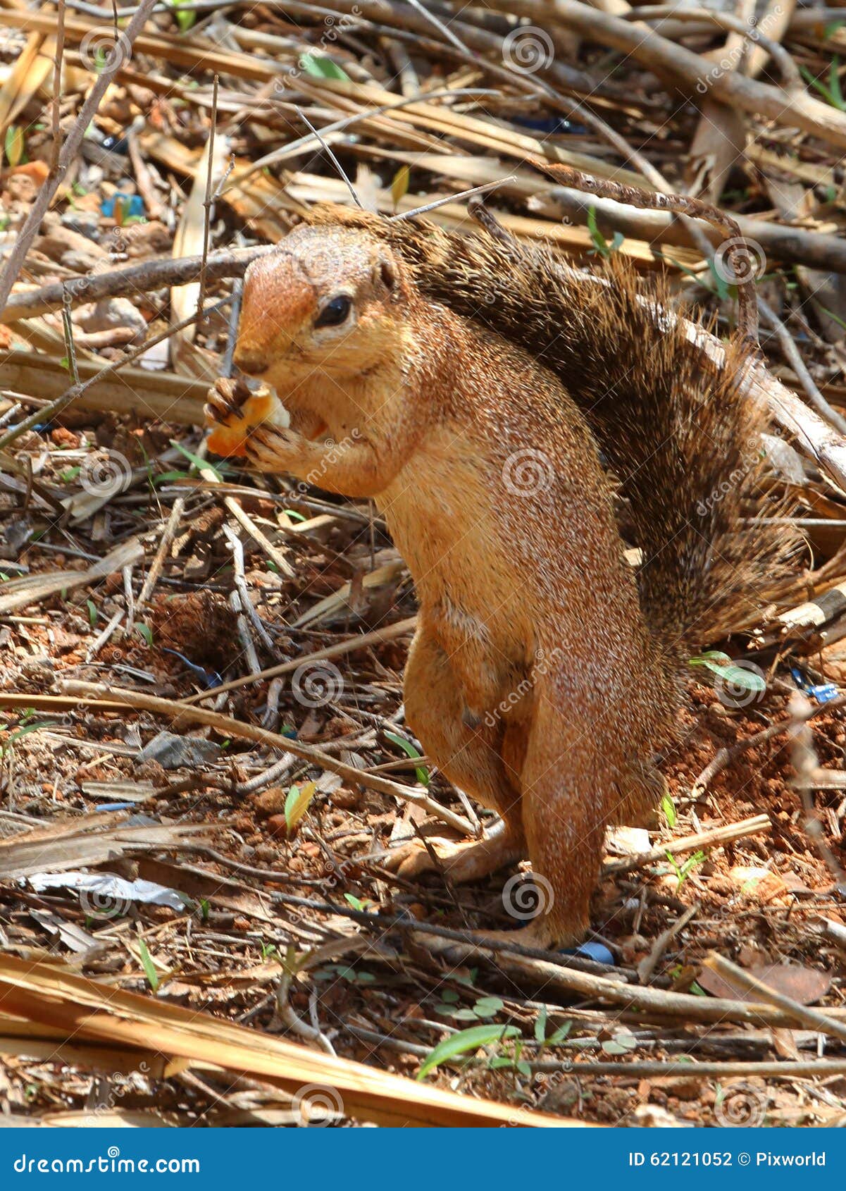 African Squirrel stock photo. Image of little, tail, young - 62121052