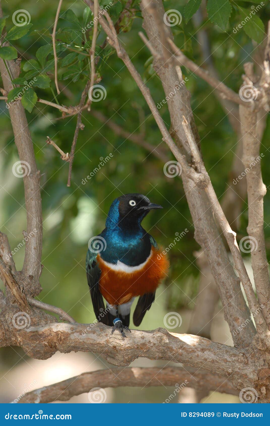 African Starling stock image. Image of wildlife, birding - 8294089
