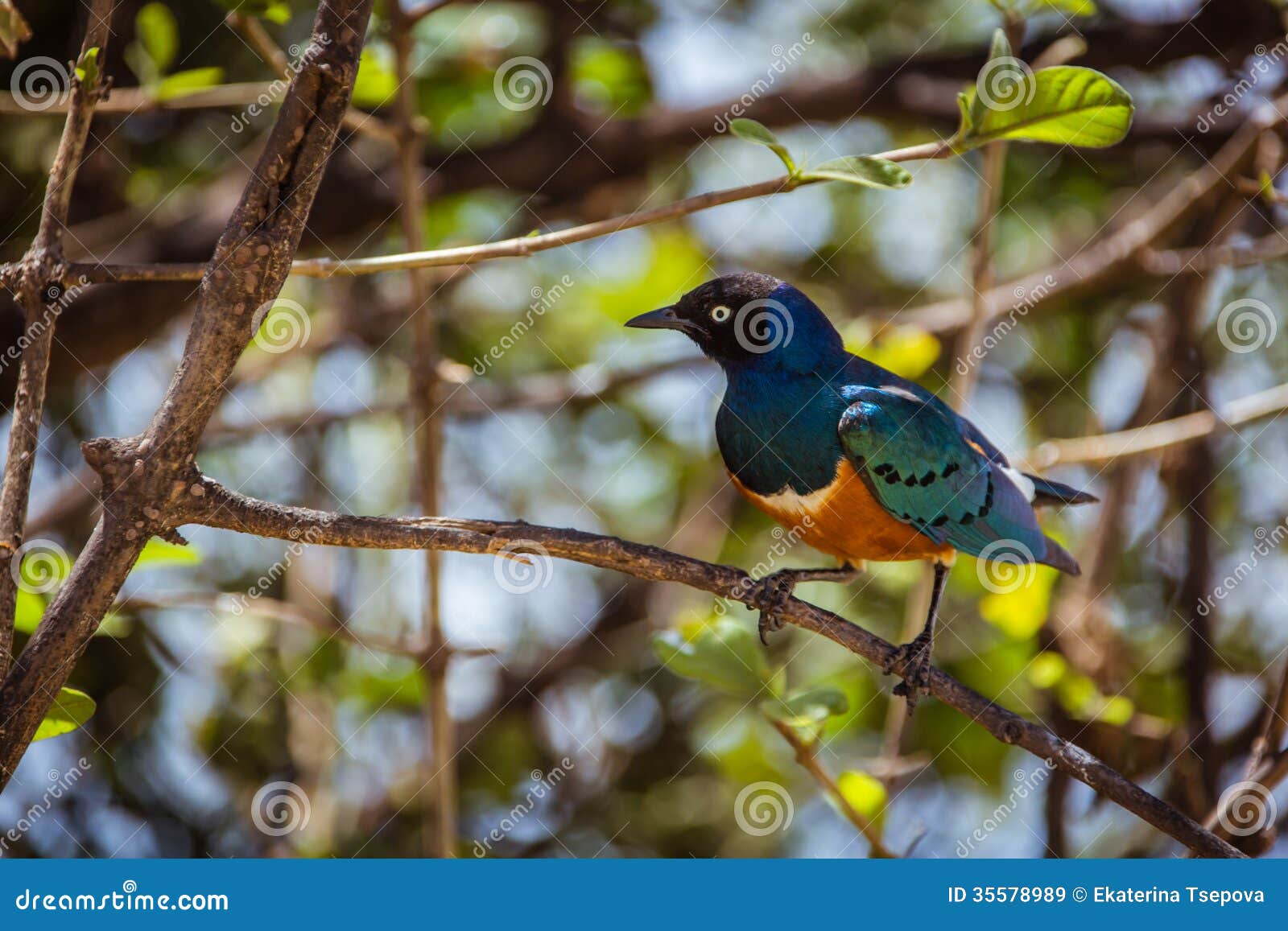 African starling stock image. Image of nature, wild, animals - 35578989