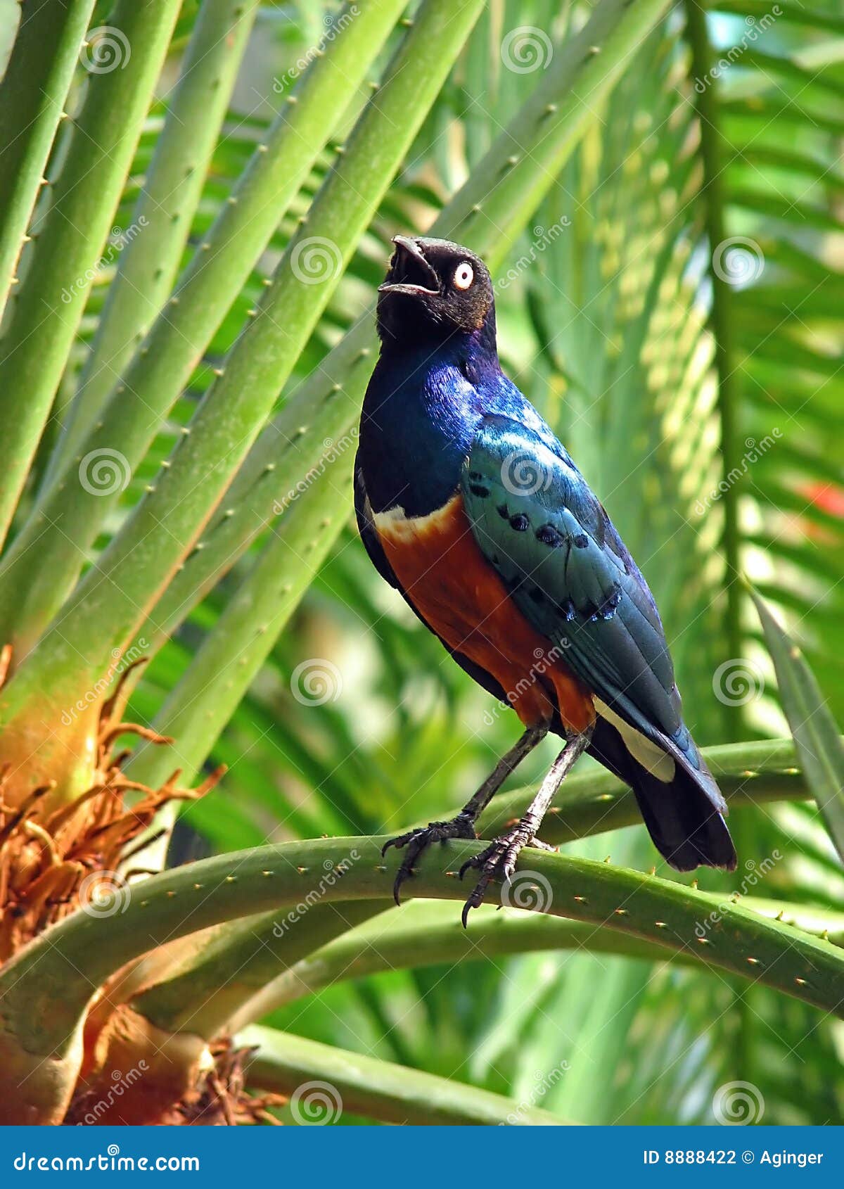 African Starling Bird Singing Stock Photo - Image of leaf, colorful ...