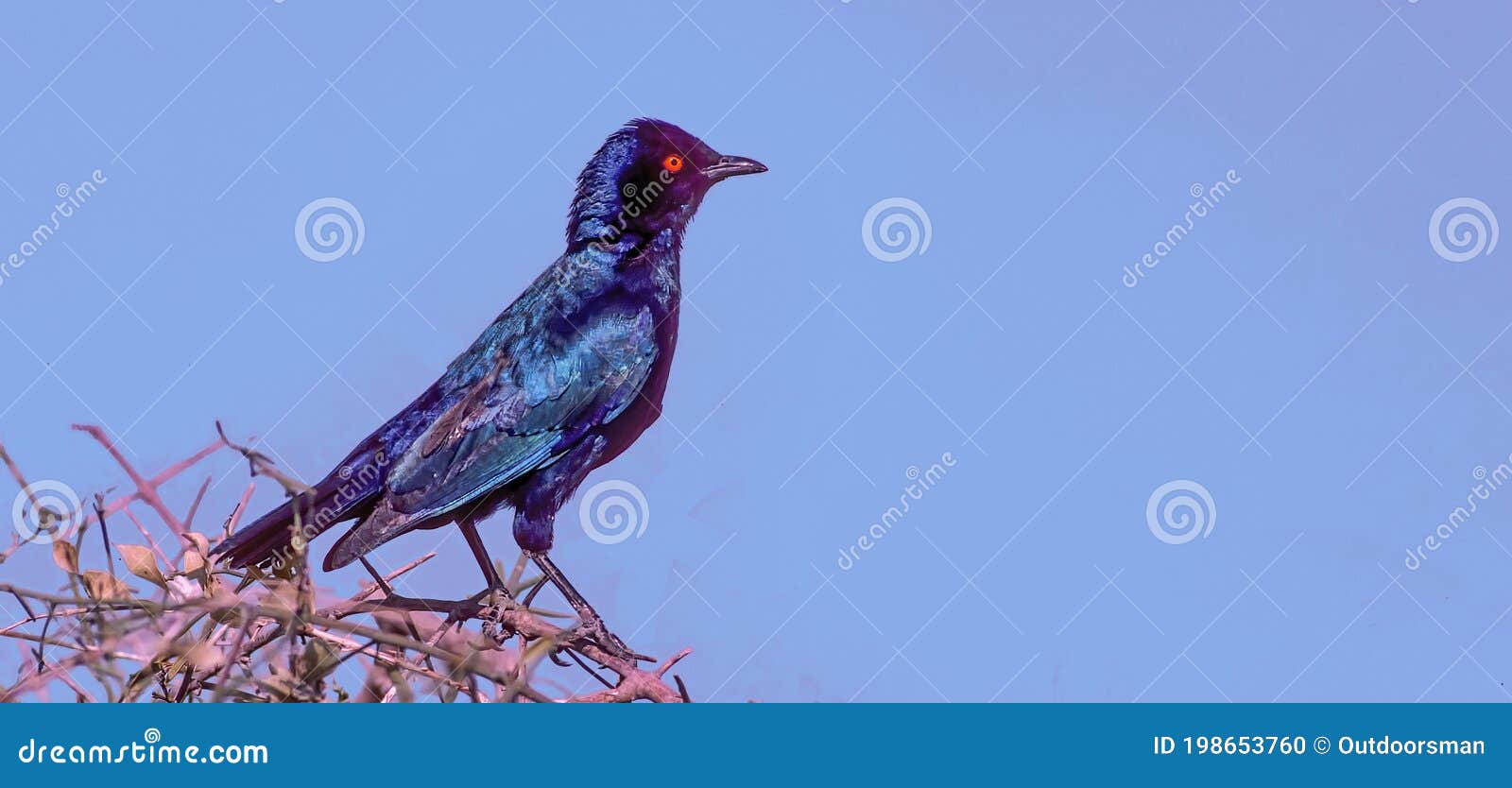 African starling close up stock photo. Image of bird - 198653760
