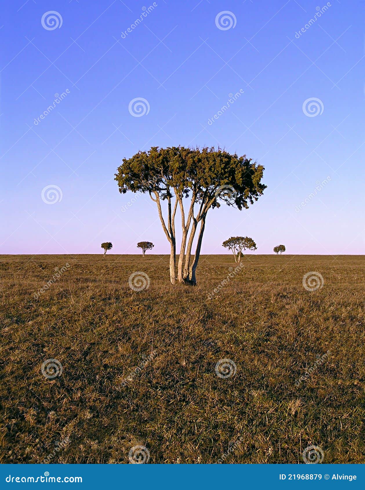 African Step Tree stock image. Image of lonely, savannah - 21968879