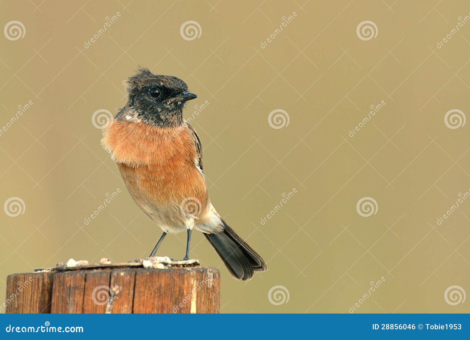 African Stonechat stock photo. Image of pole, southern - 28856046