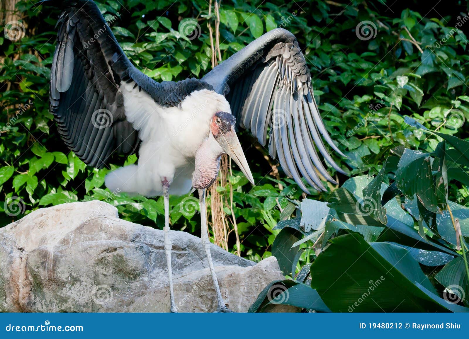 African Stork stock photo. Image of tropical, nature - 19480212
