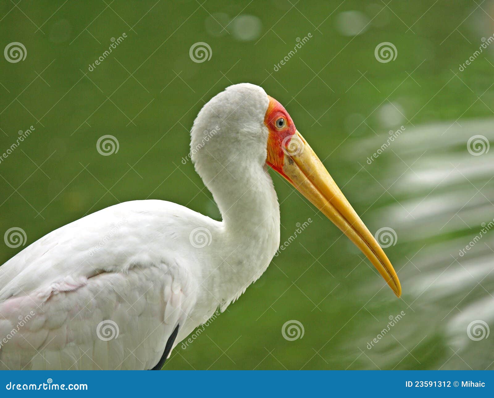 African stork stock photo. Image of bird, stork, african - 23591312