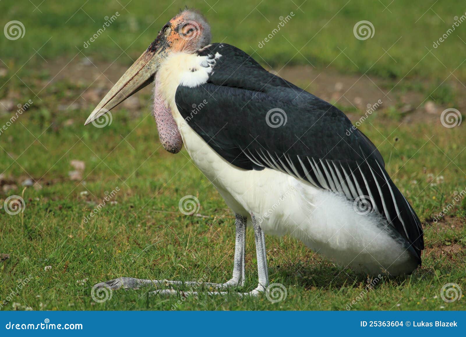 African stork stock photo. Image of animal, nature, stork - 25363604