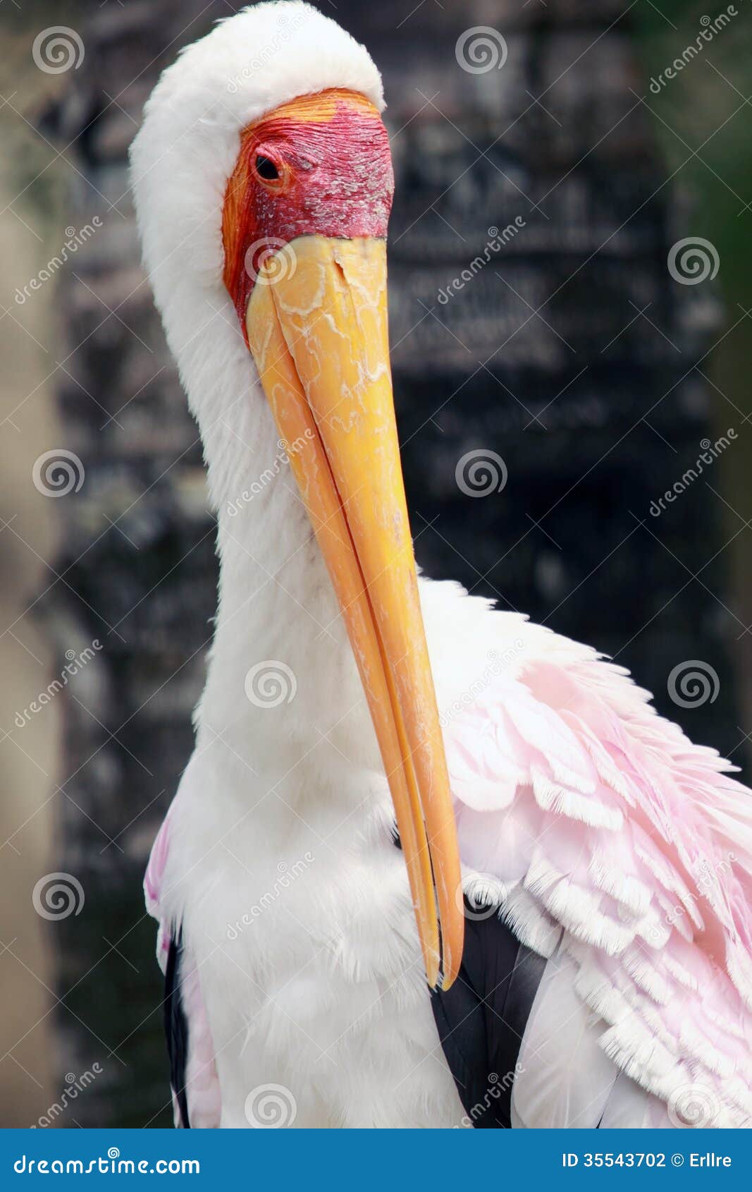 African stork stock photo. Image of wildlife, zambia - 35543702