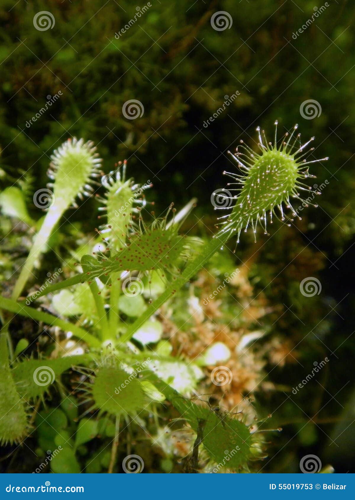 African Sundew (Drosera Nidiformis) Stock Image - Image of carnivorous ...