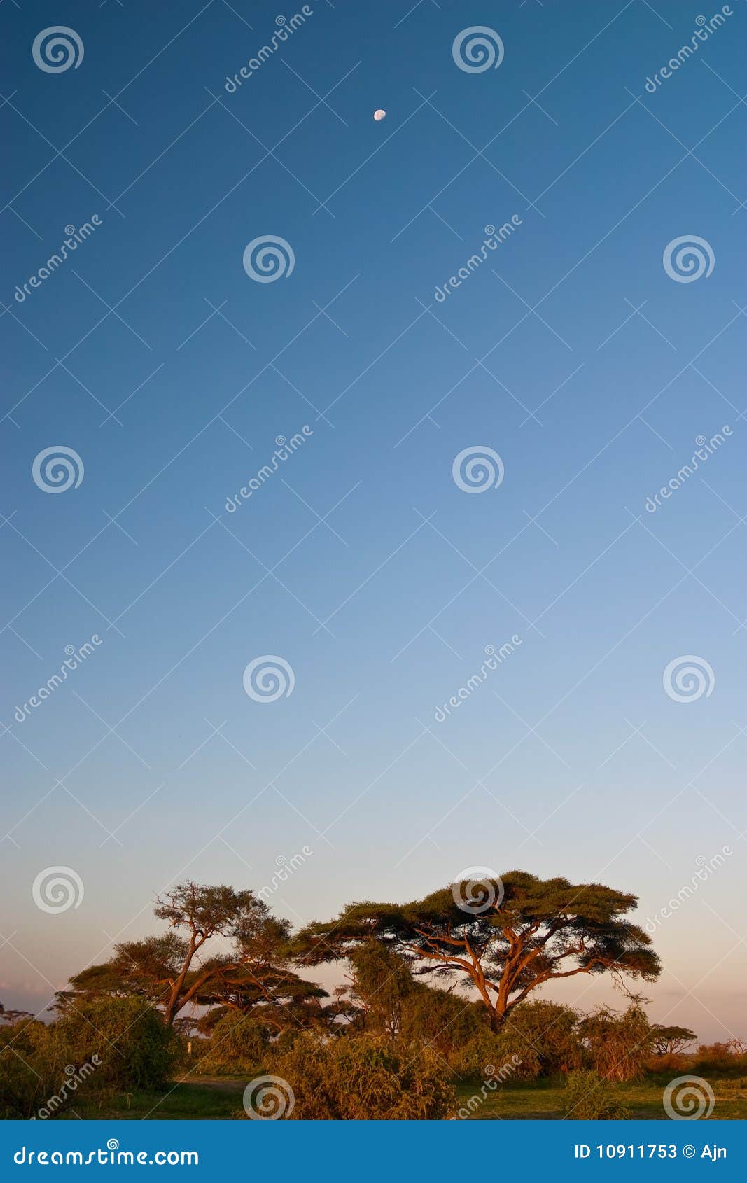 African Sunrise stock image. Image of bush, conservation - 10911753
