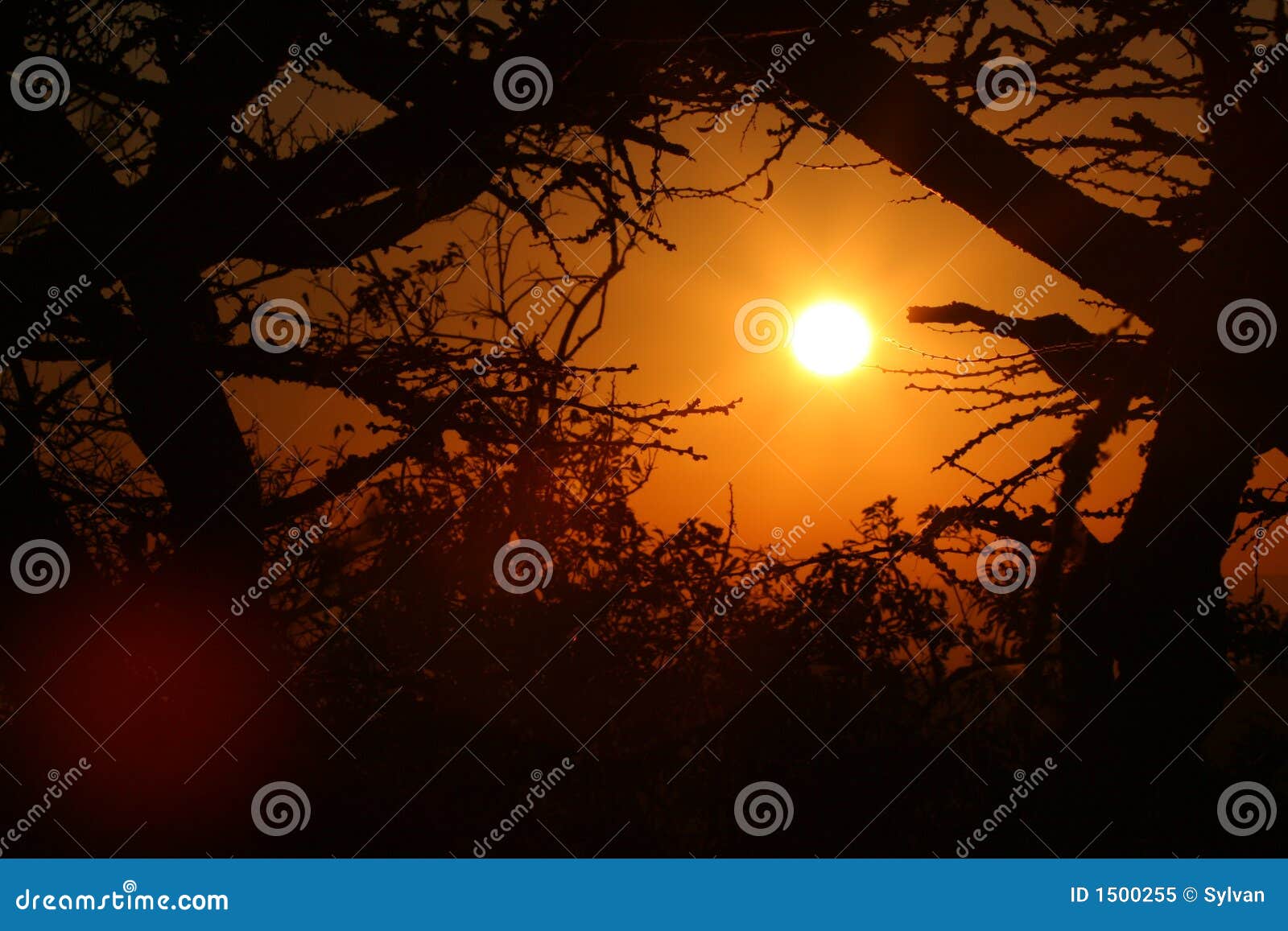 African Sunrise Picture. Image: 1500255