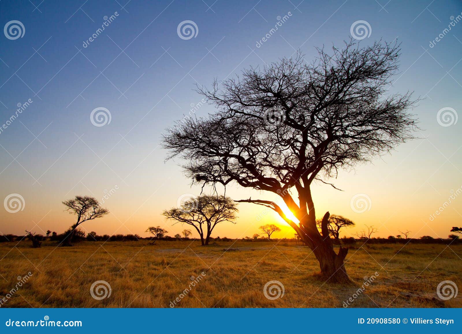 African sunset stock photo. Image of outdoors, plains - 20908580