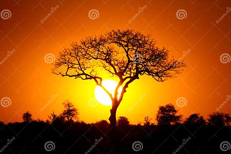 African sunset stock photo. Image of light, kruger, outdoors - 20913446