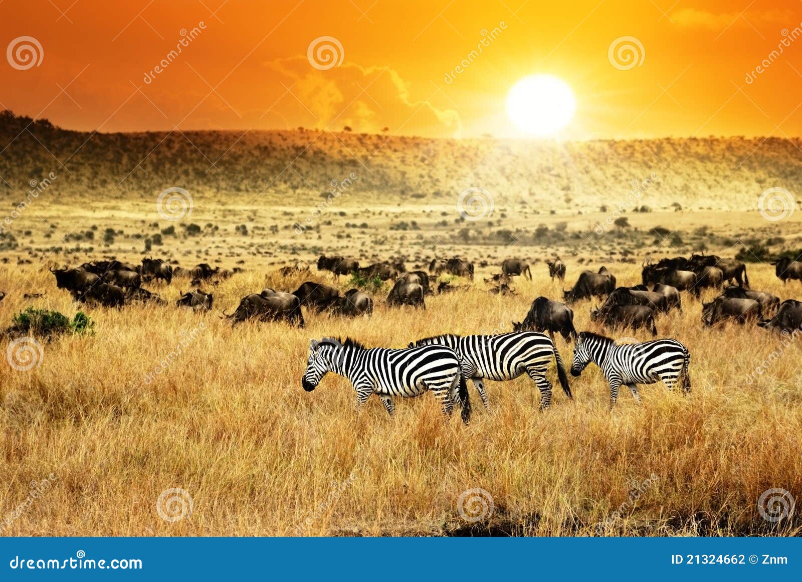 African sunset stock photo. Image of mammal, bush, grassland - 21324662