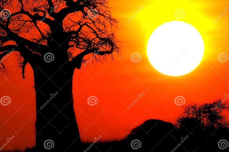 African Sunset stock image. Image of plants, nature, relaxing - 2391489