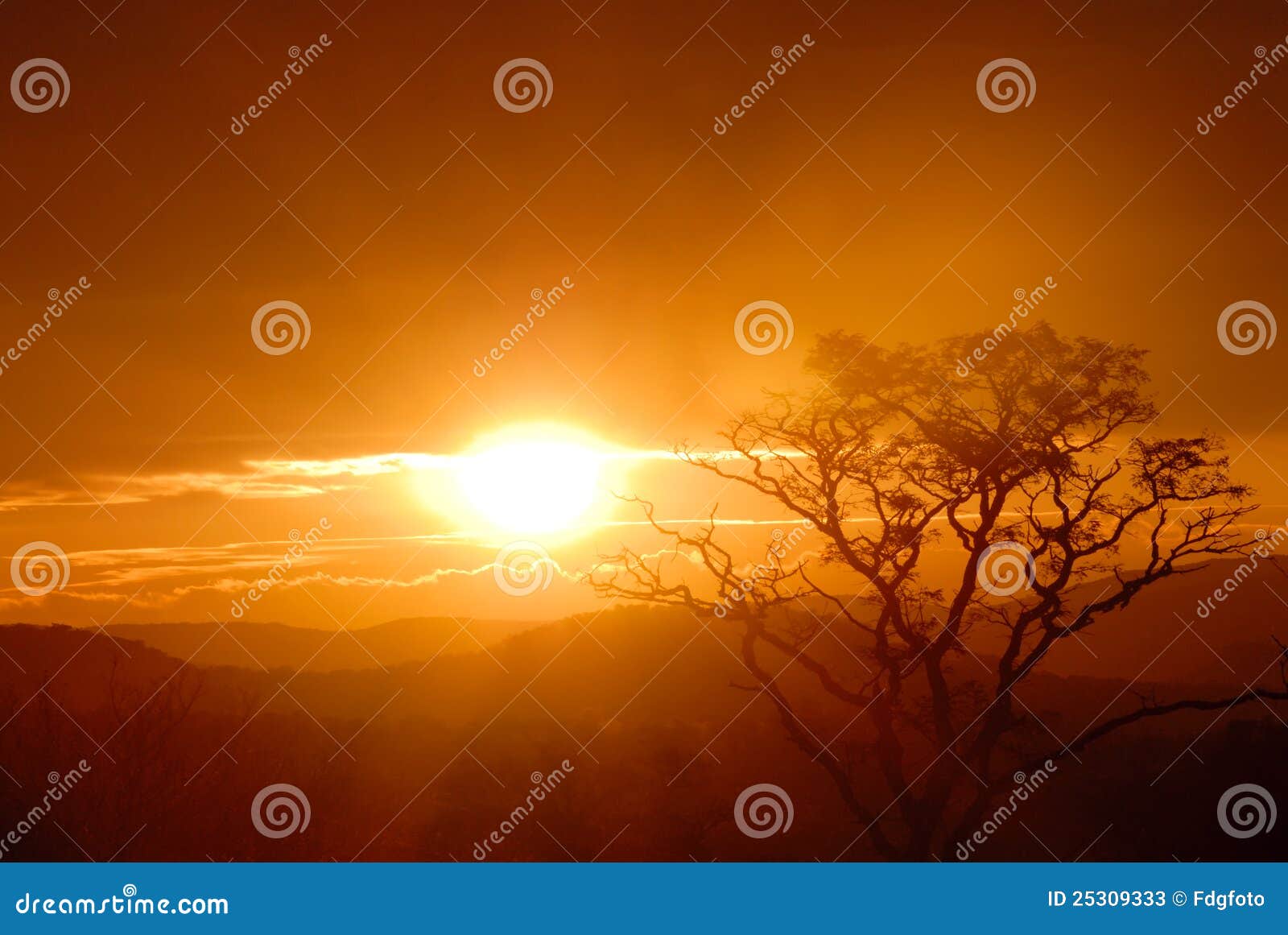 African sunset stock image. Image of natural, forest - 25309333