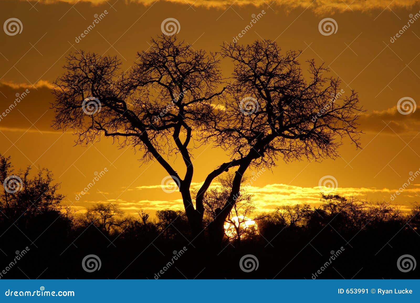 African sunset stock image. Image of desert, calm, orange - 653991