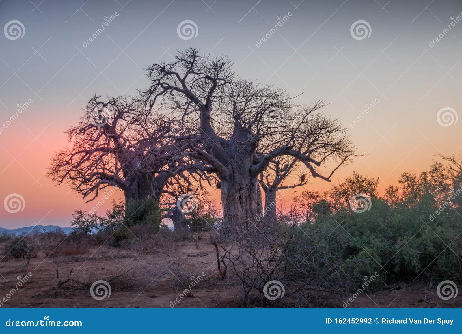 Baobab Trees Isolated at Dusk in an African Landscape Stock Photo ...