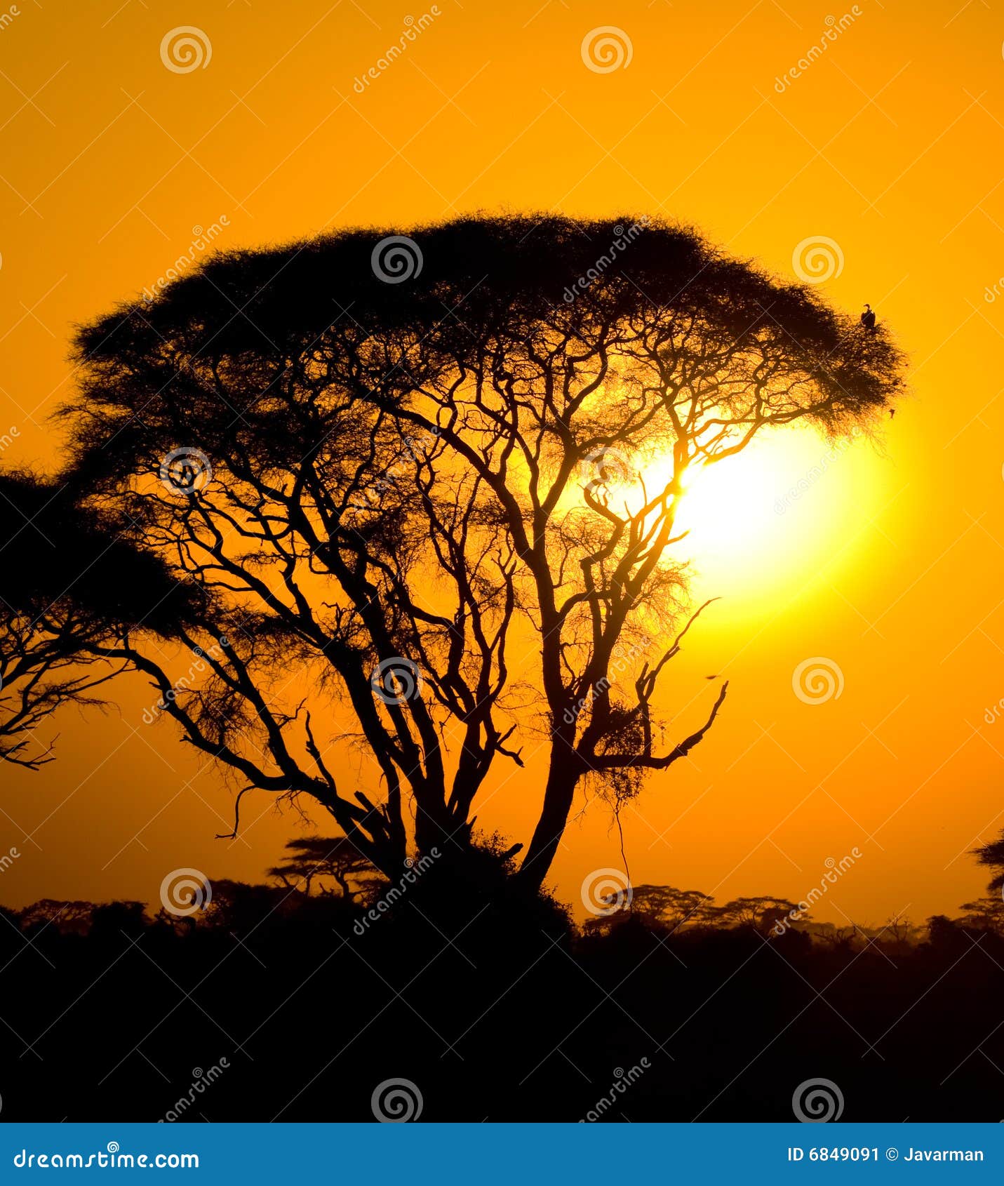 African sunset in savannah stock image. Image of kenya - 6849091