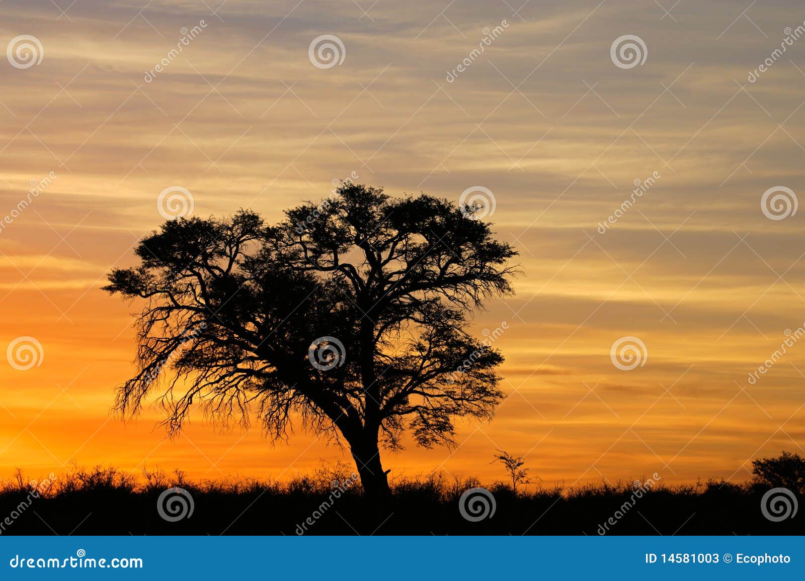 African Sunset with Silhouetted Tree Stock Image - Image of glowing ...